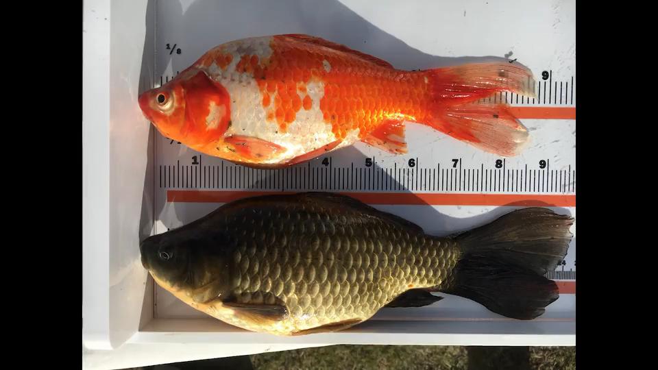 Monster goldfish invade Alberta community - Video - CityNews Edmonton