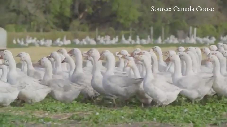 PETA video calls out Manitoba farm that supplies Canada Goose