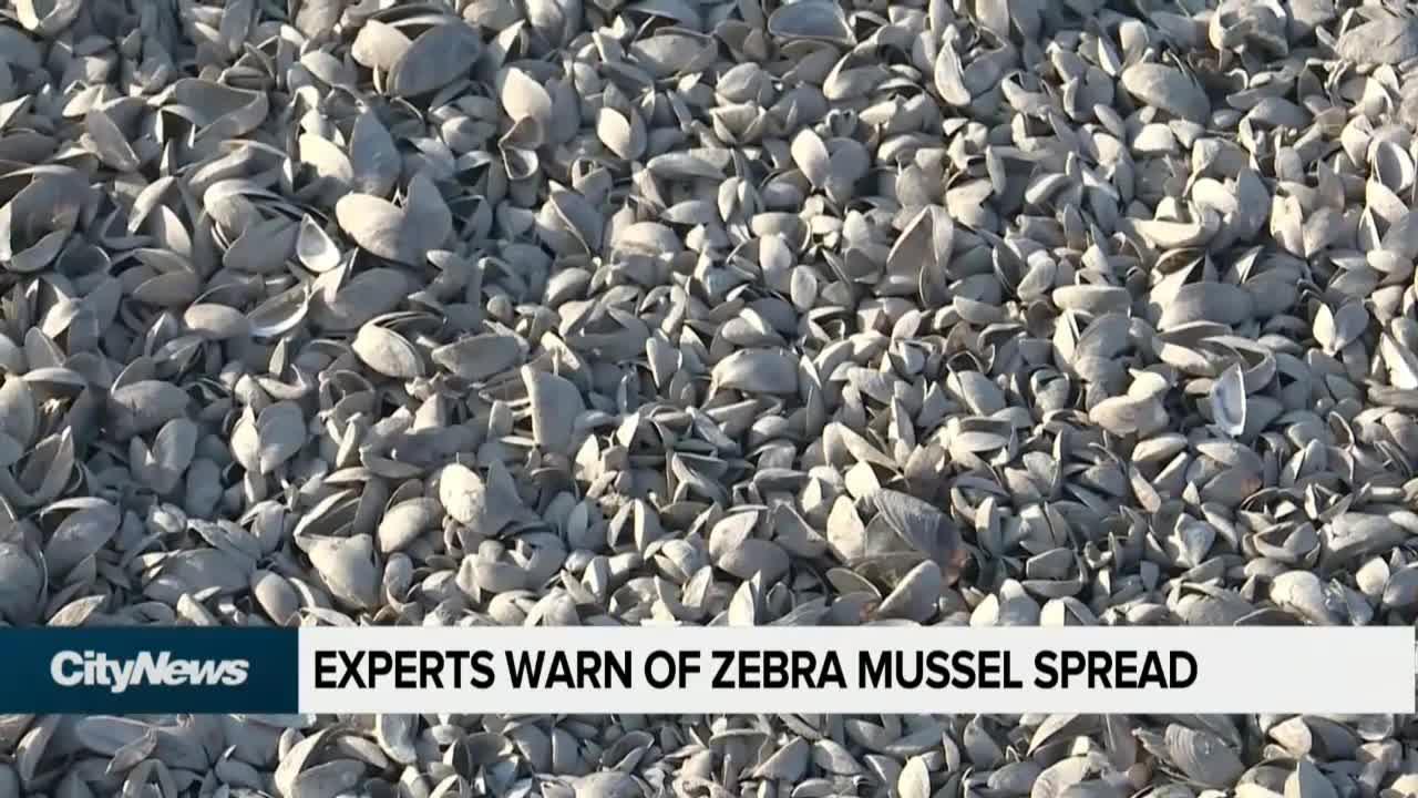 Experts warn invasive zebra mussel could spread to other provinces