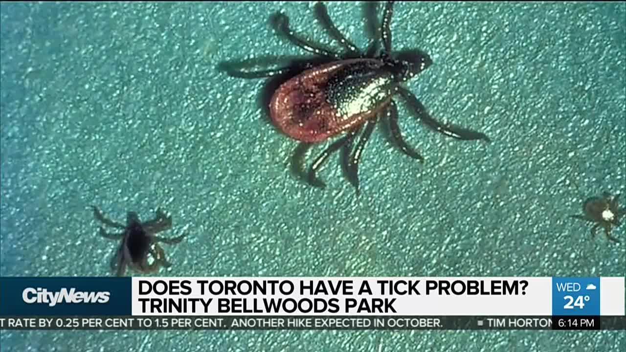 Ticks spotted at popular Toronto park