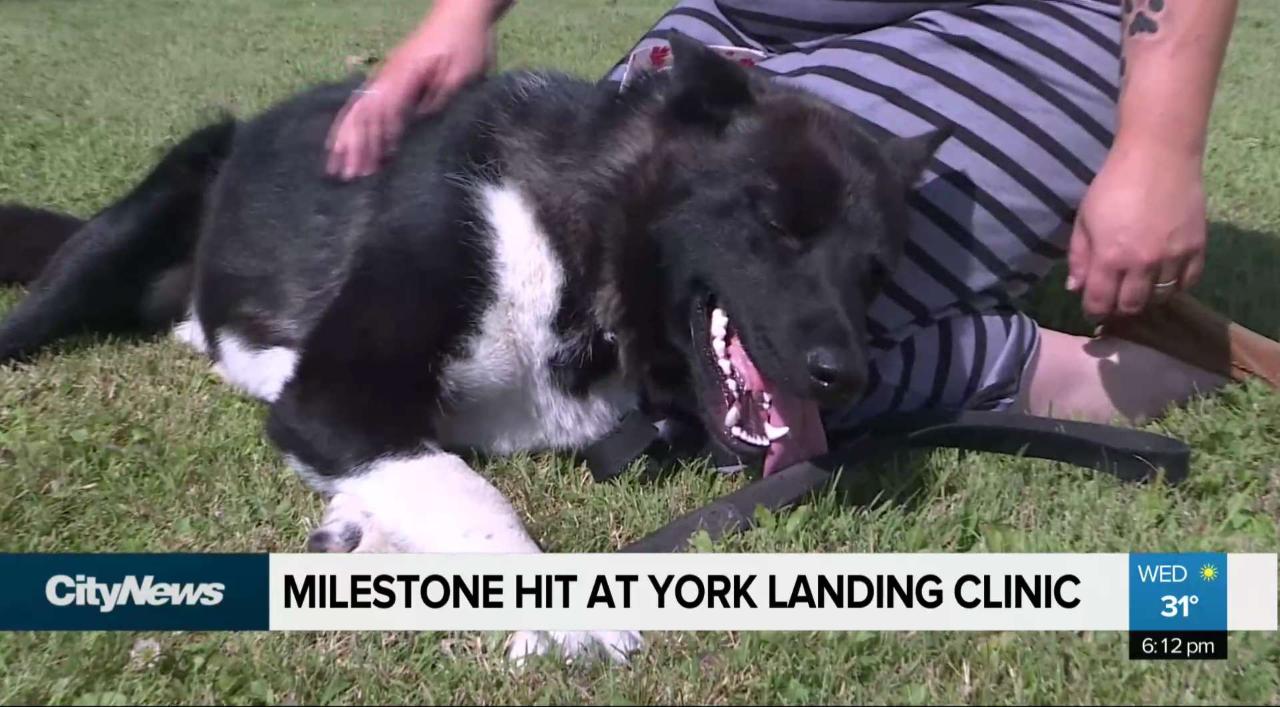 Milestone for Save a Dog Network Canada