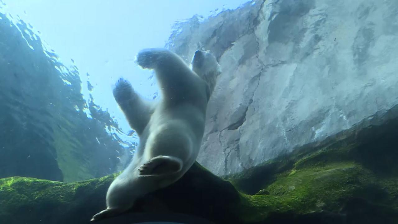 Zoo animals under heat wave