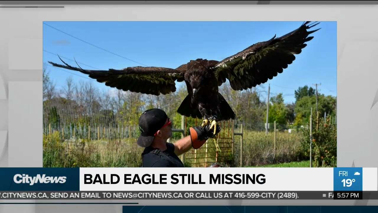 Owner of missing bald eagle receives hundreds of tips | CityNews Toronto