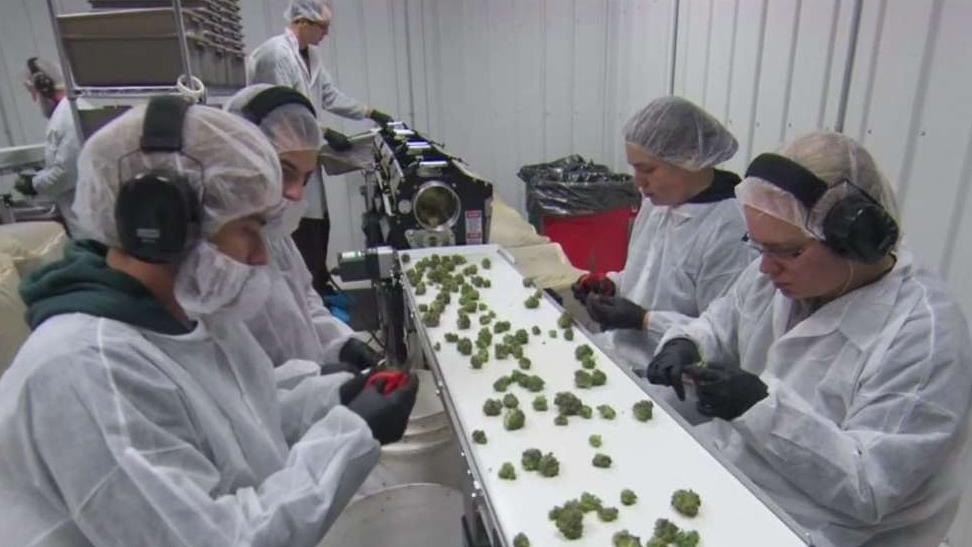 Canada the pot dealer to the world? | CityNews Toronto