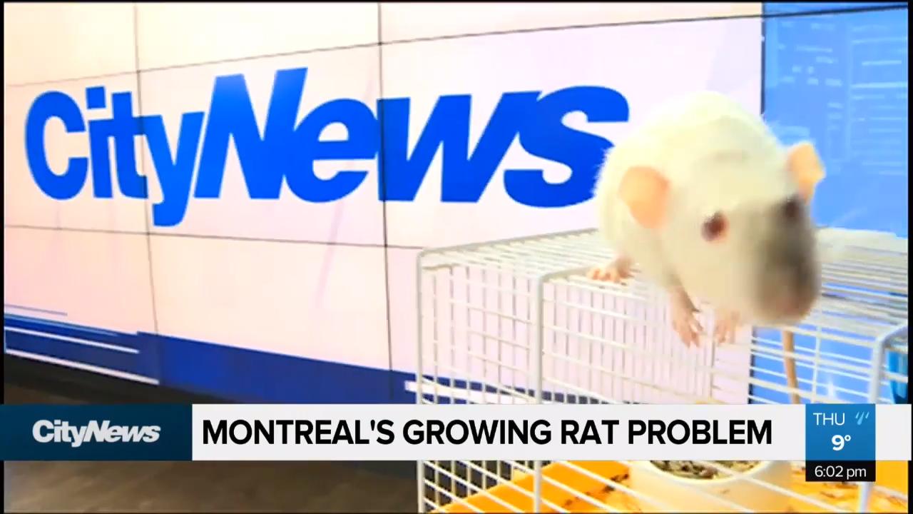 Calls for a Montreal “Rat Plan”
