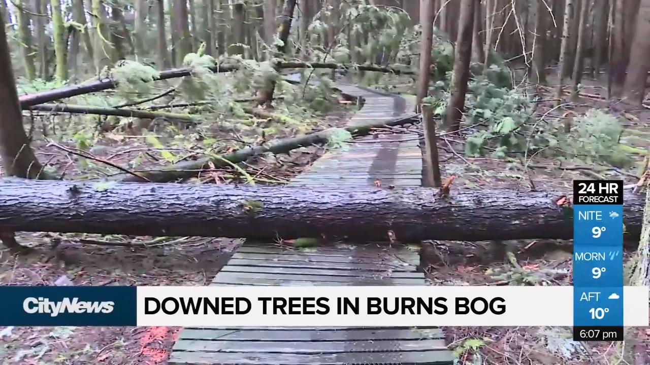 Parts of burns bog severely damaged following windstorm | CityNews ...