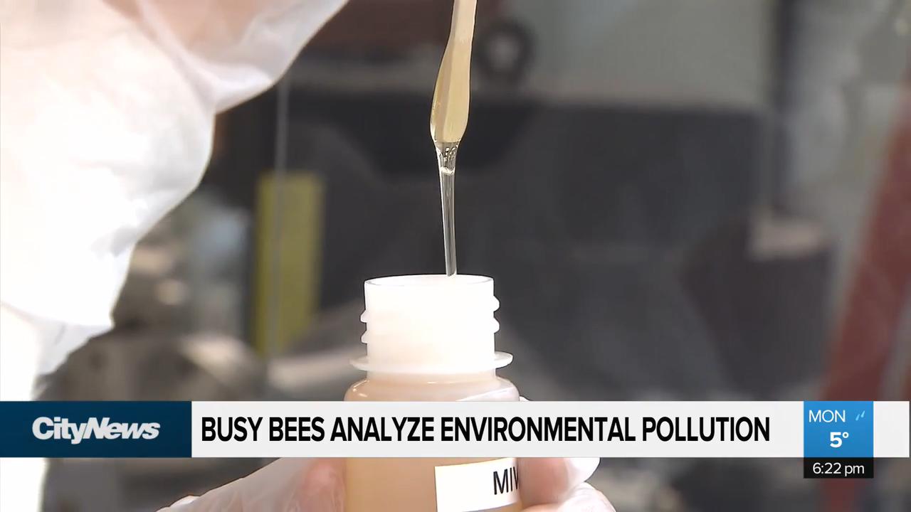 Busy bees analyze environmental pollution | CityNews Vancouver