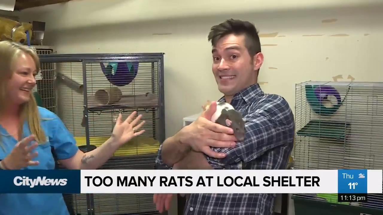 Shelter overflowing with lovable rats | CityNews Vancouver
