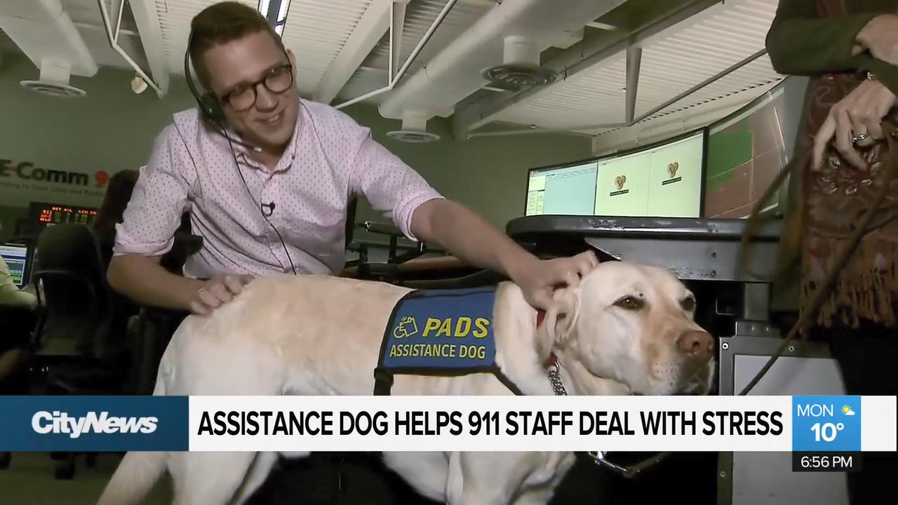 Therapy dog to help 911 call takers