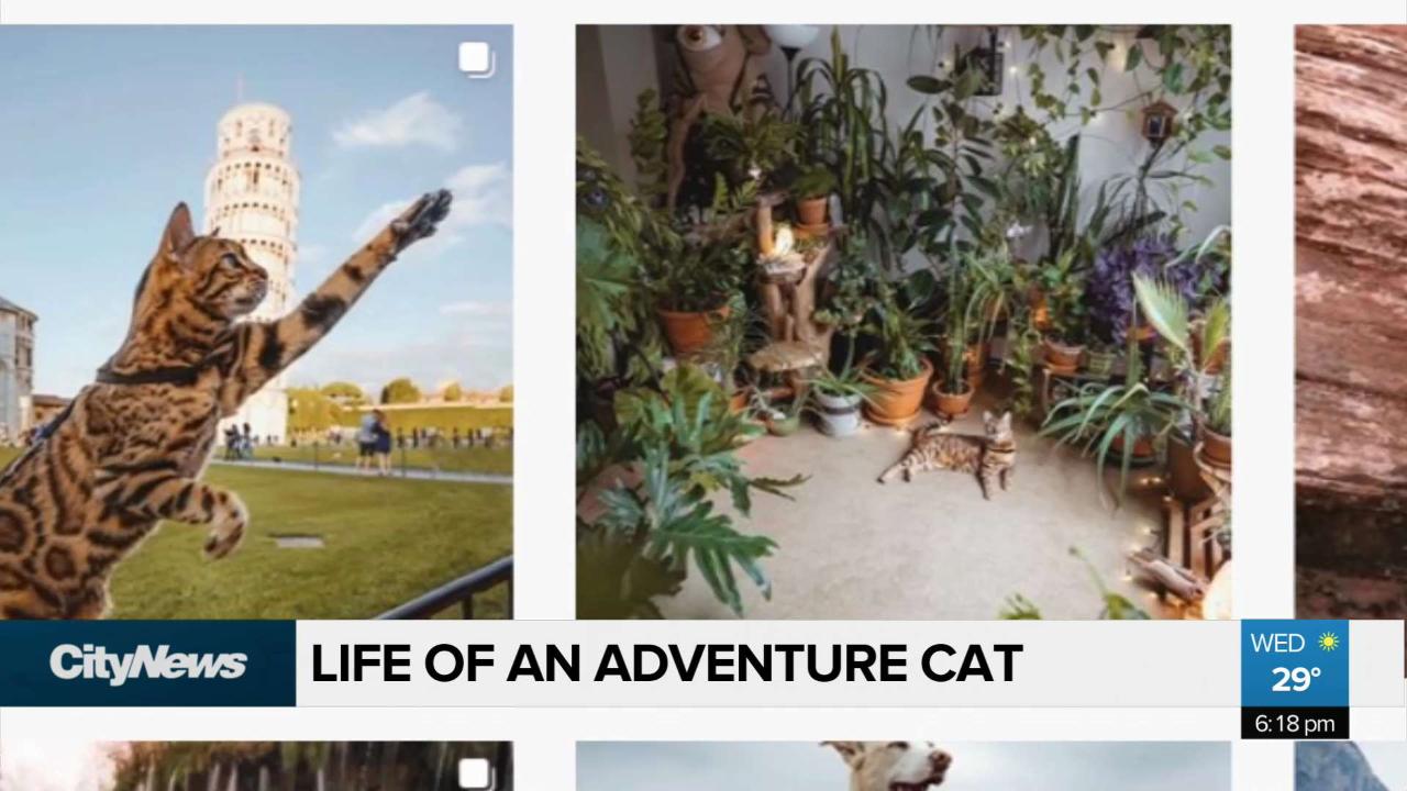 Life of an adventure cat: Edmonton feline makes waves online