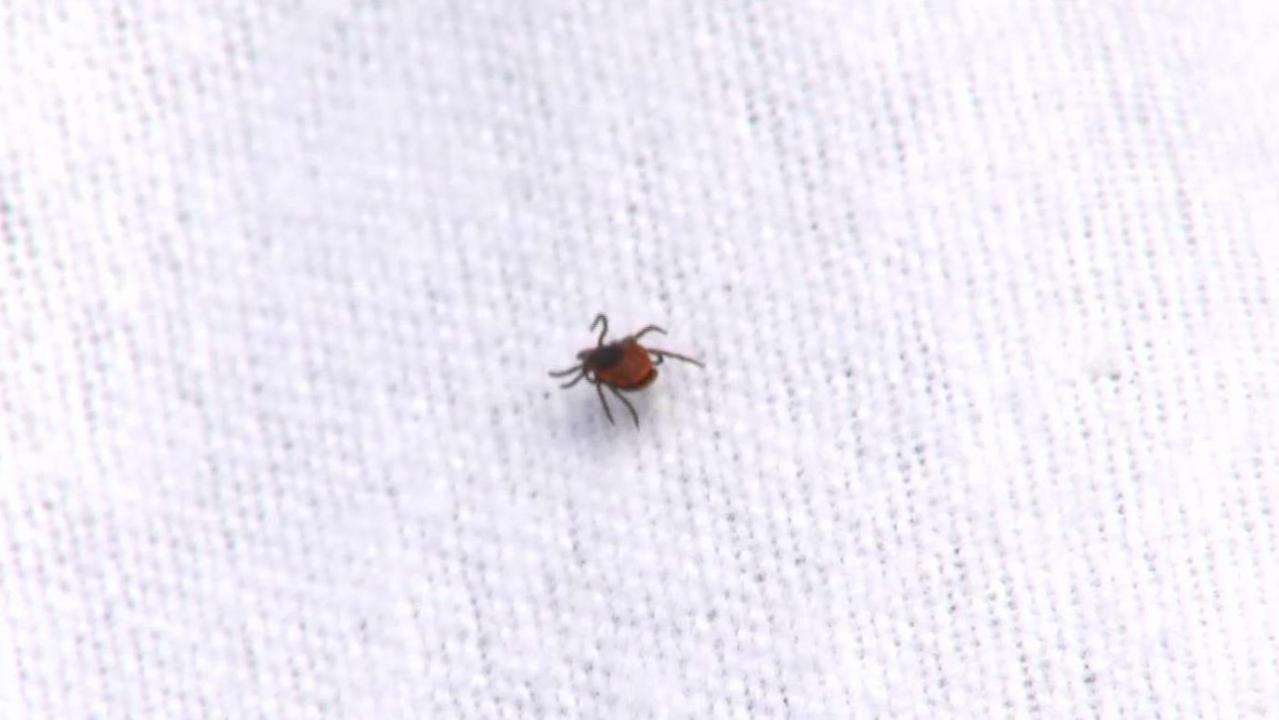 Be aware of ticks this long weekend: Toronto Public Health