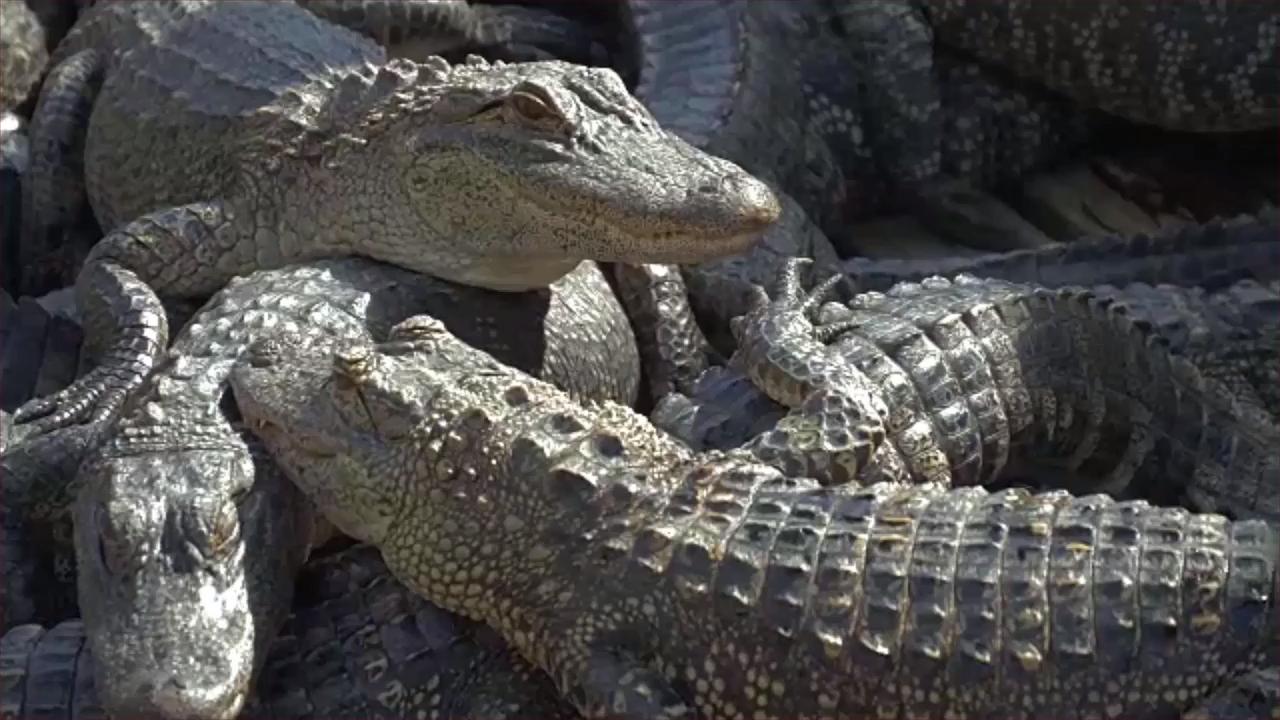 Tennessee cops say flushing drugs could spawn 'Meth-Gators'