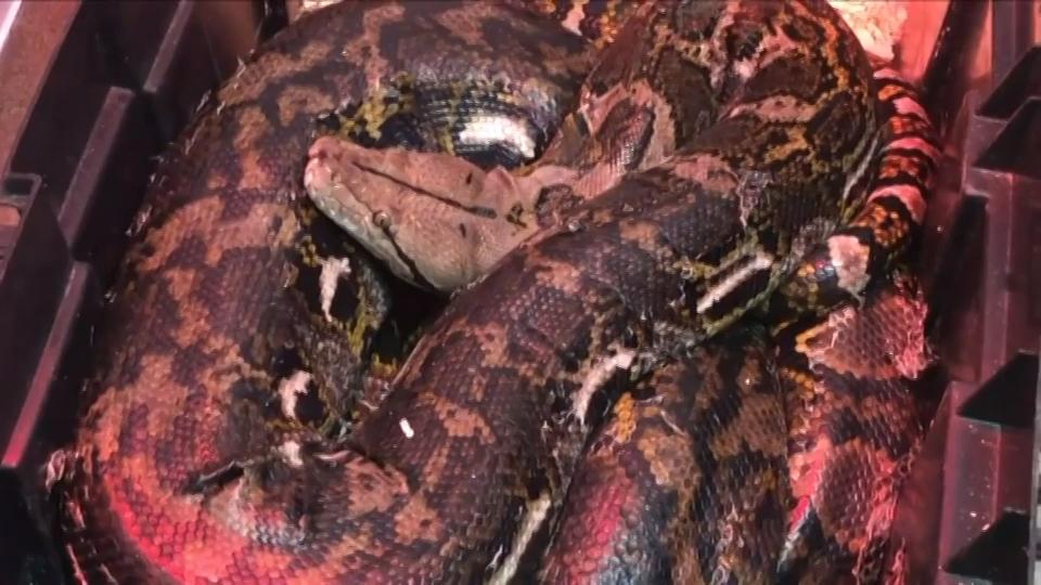 Reticulated python found loose in Niagara region | CityNews Toronto