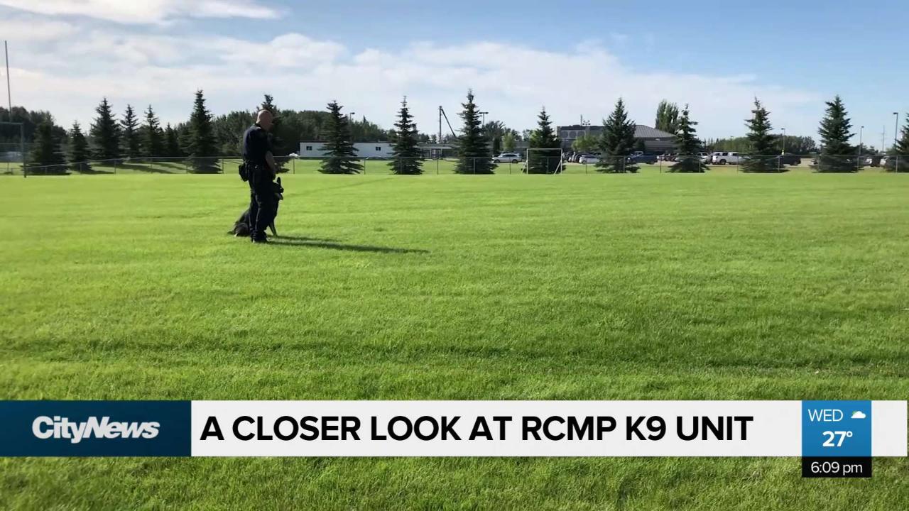 Close look at RCMP K9 unit | CityNews Toronto