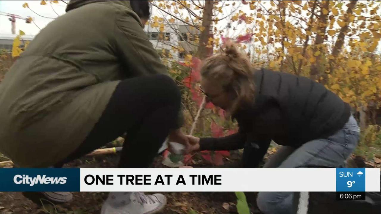 Planting one tree at a time: Montreal hopes to increase tree canopy