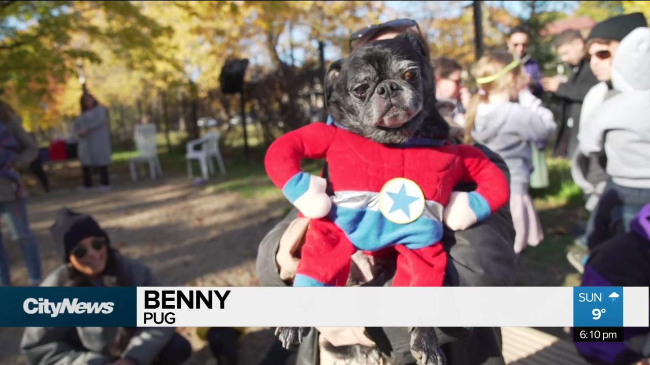 Montreal's pug Halloween party a must-do for local pug owners