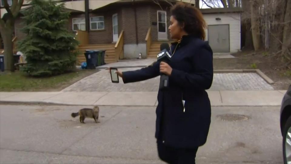 When animals attack: Faiza Amin on her most memorable moments of 2019