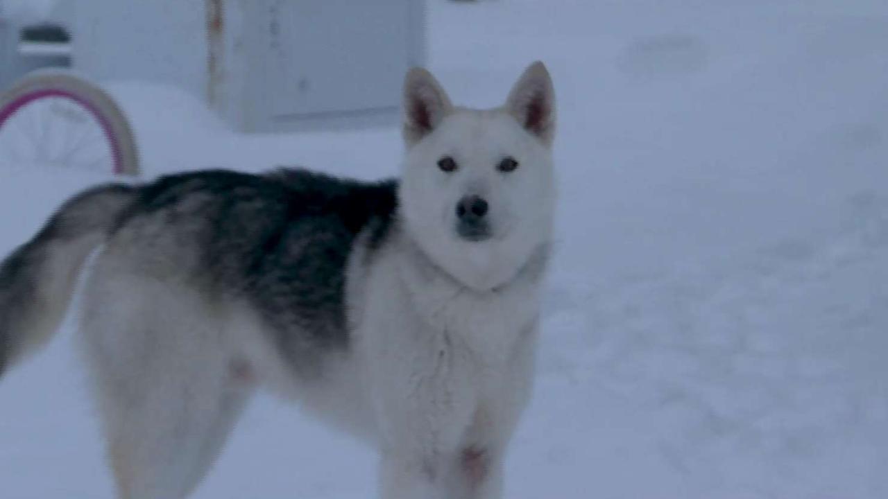 Rescue mission a reminder of grim fate dogs face