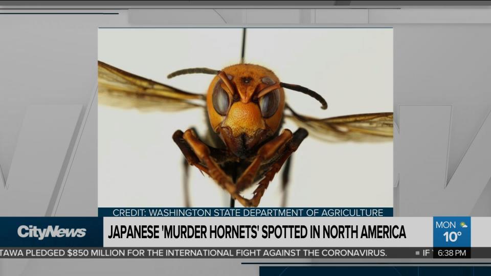 Japanese 'murder hornets' pose threat to North America's bees