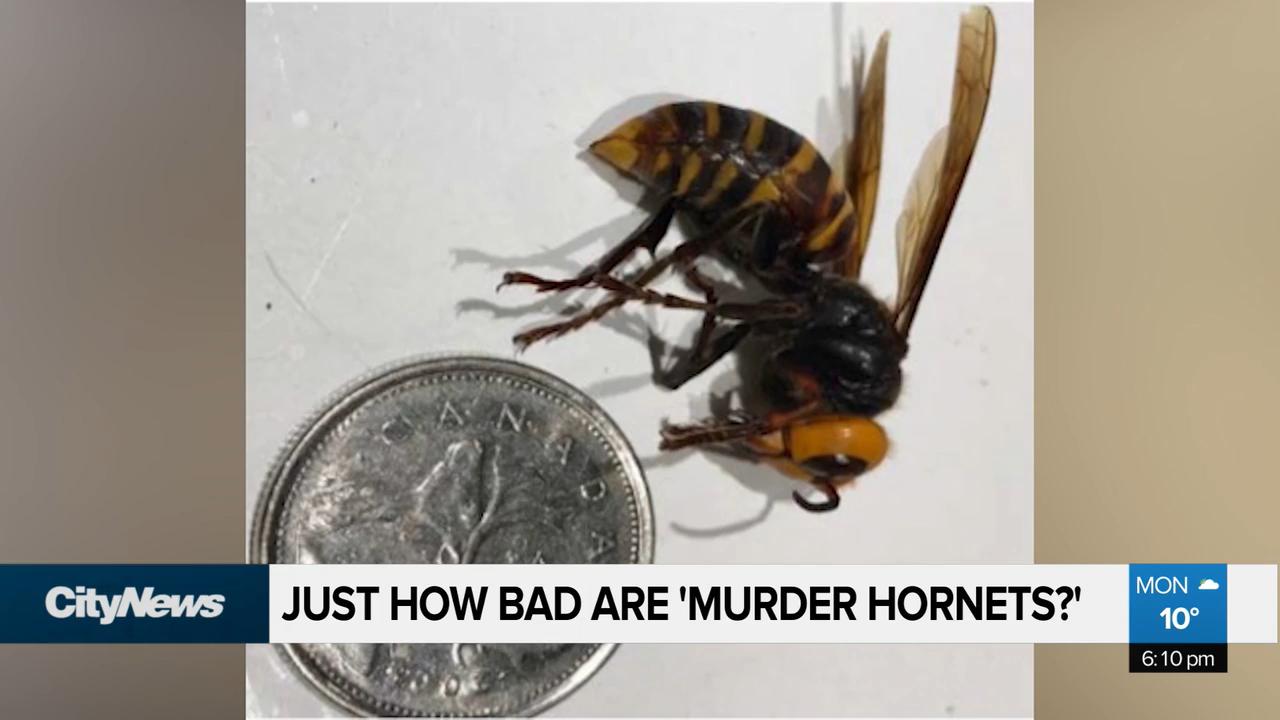 Just how bad are ‘murder hornets’?