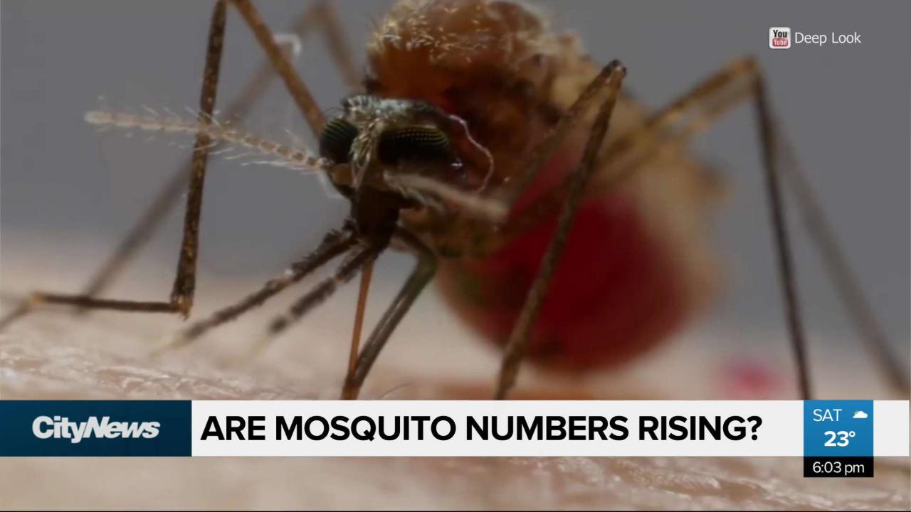 Are mosquito numbers on the rise in Winnipeg?