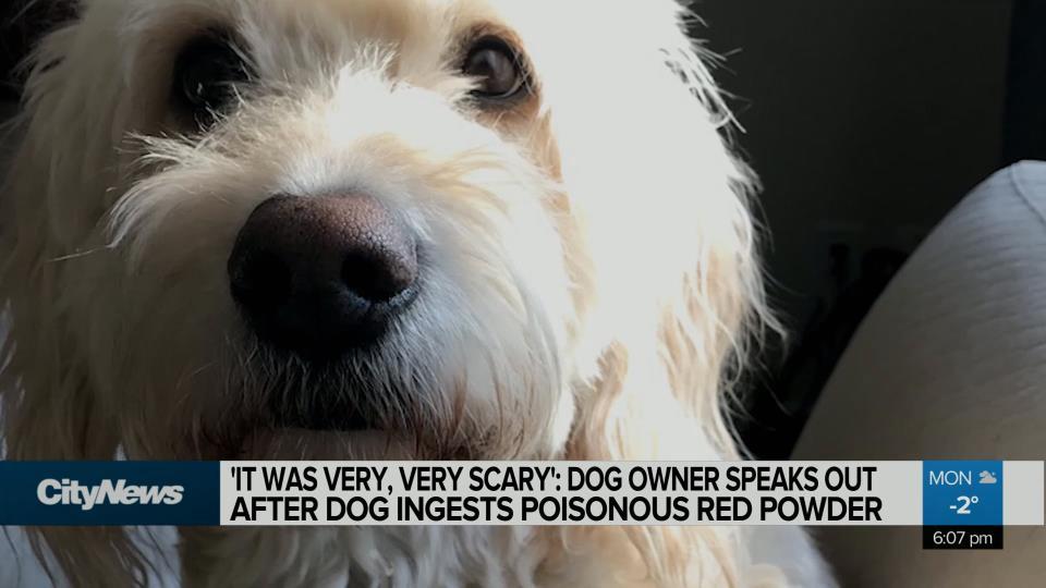 ‘It was very, very scary’: Dog owner speaks out after dog ingests ...